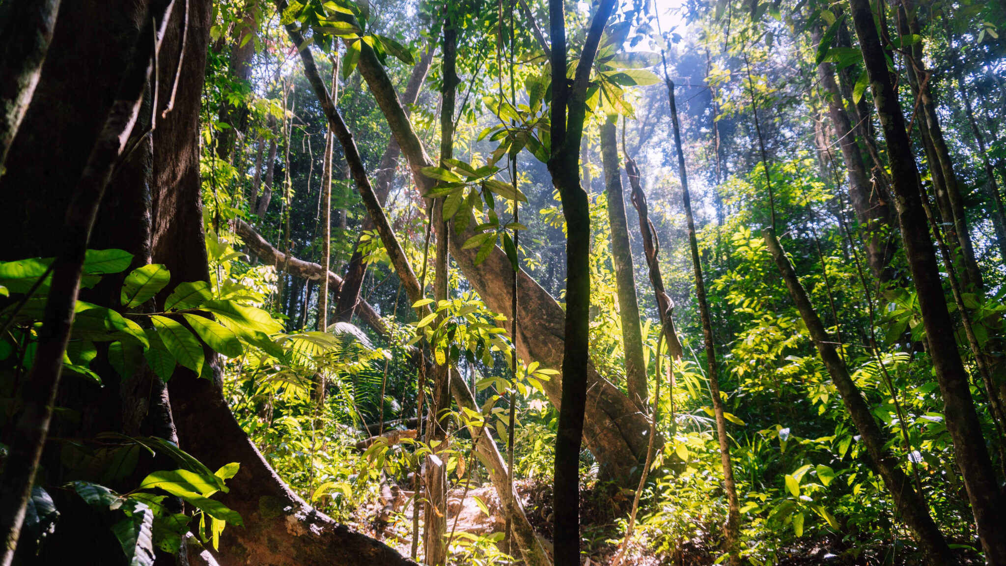 Digital Pathway (non-member) – World Sustainable Hospitality Alliance