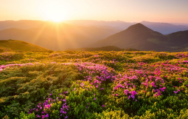 A united vision for nature - 'Nature Positive' report marks new ...